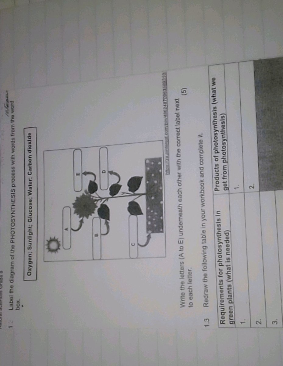 Label the diagram of the PHOTOSYNTHESIS process with words from the word