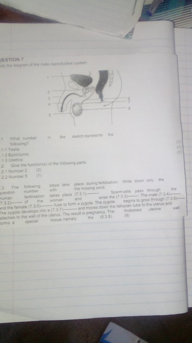 QUESTION 7 Study the diagram of the male reproductive system. 7.1 What n..