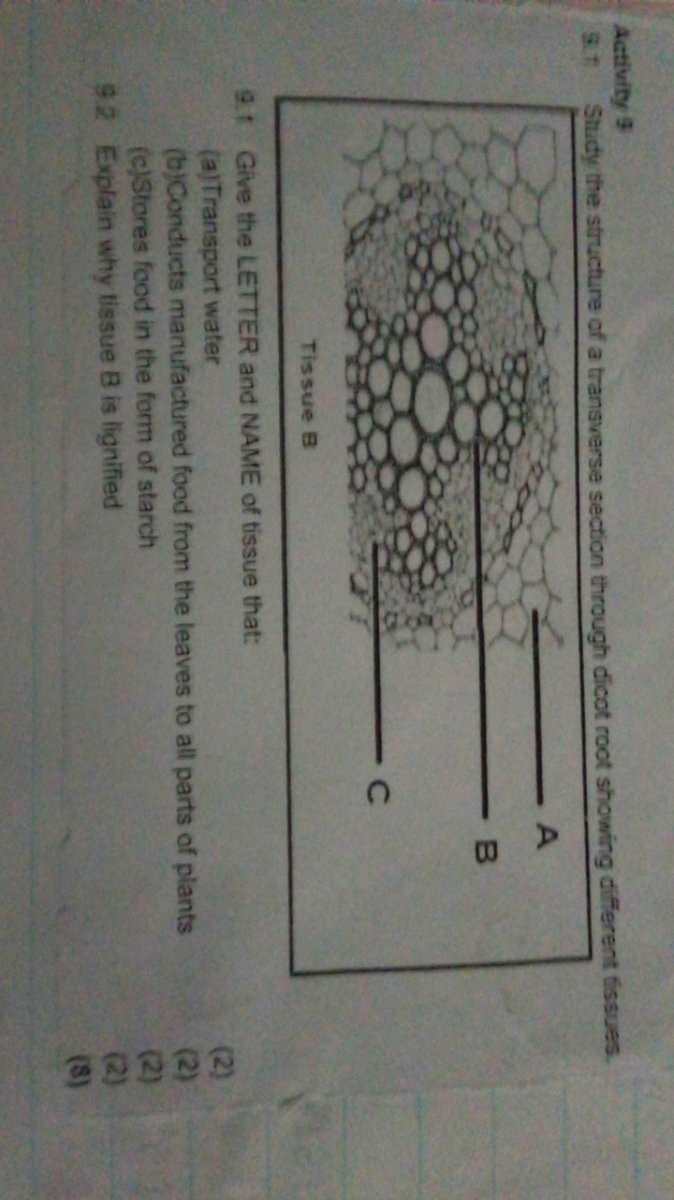 Activity 9 Study the structure of a transverse section through dicot root..