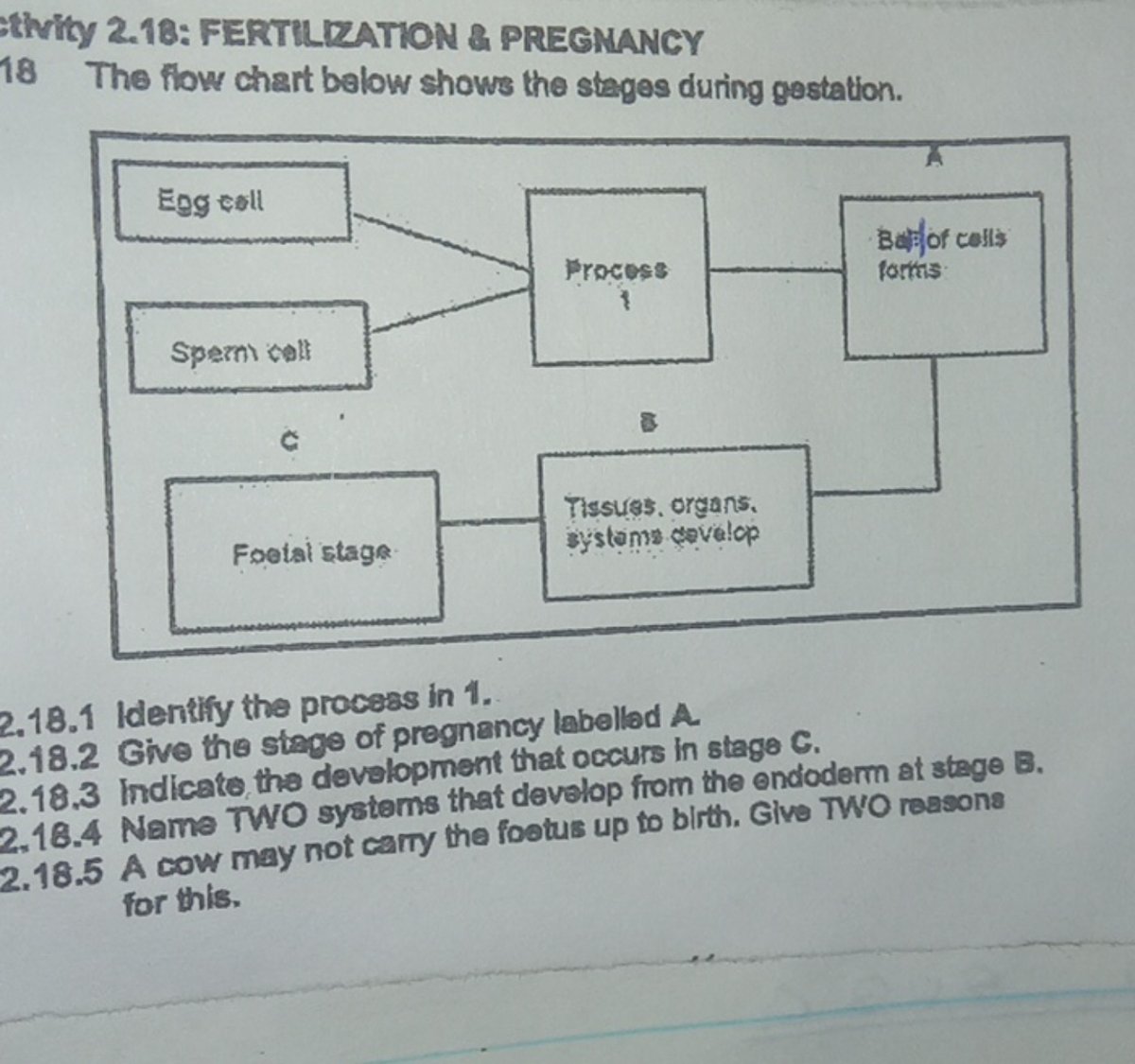 Activity 2.18: FERTILIZATION & PREGNANCY The flow chart below shows the s..