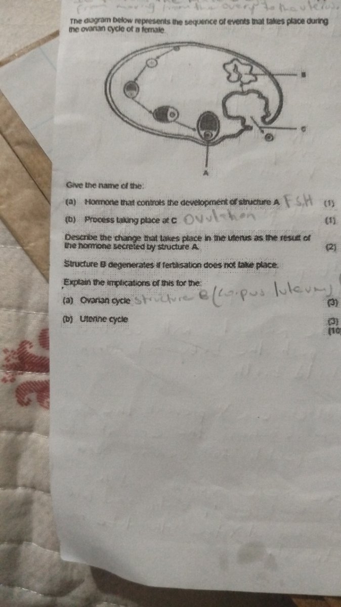 The diagram below represents the sequence of events that takes place duri..