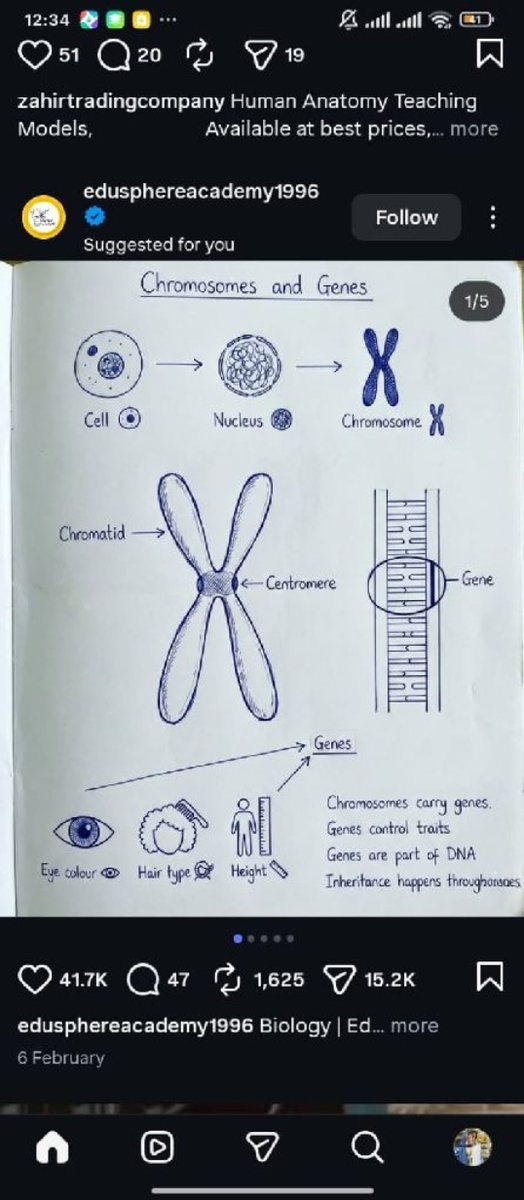 The image shows a diagram explaining "Chromosomes and Genes". It illustra..