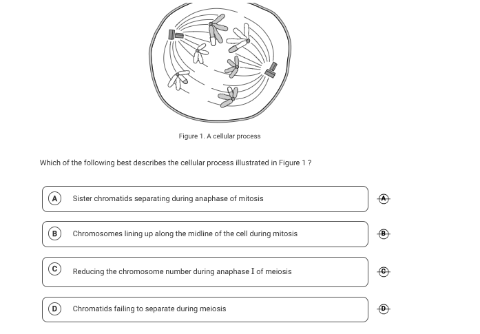 Which of the following best describes the cellular process illustrated in..