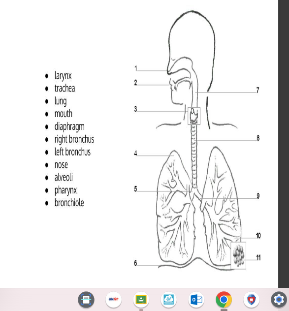 Label the diagram of the human respiratory system using the provided term..