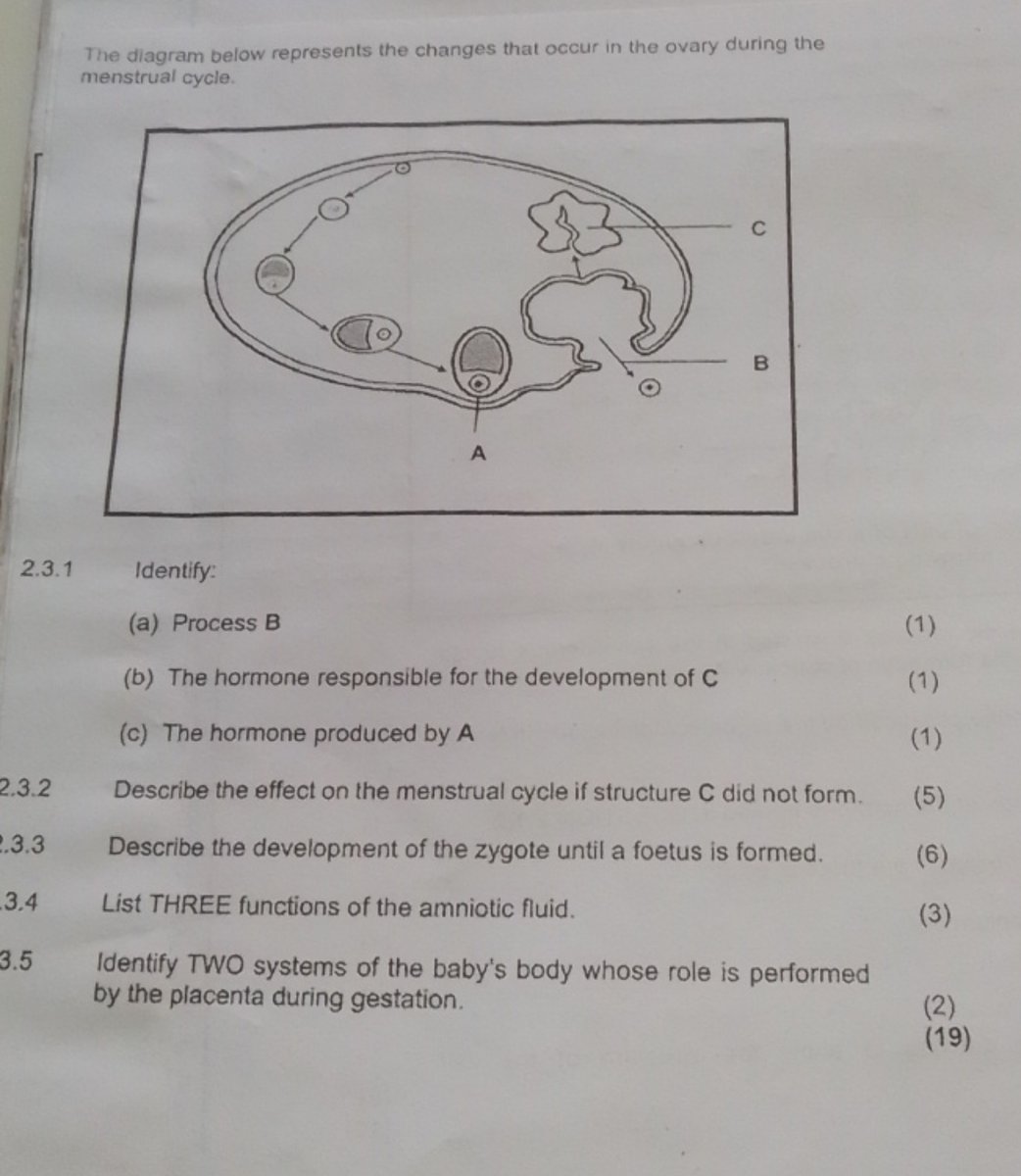 The diagram below represents the changes that occur in the ovary during t..