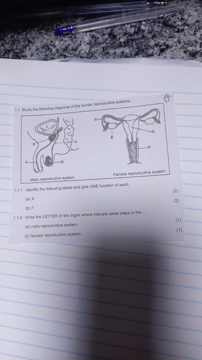 1.1 Study the following diagrams of the human reproductive systems. [Dia..