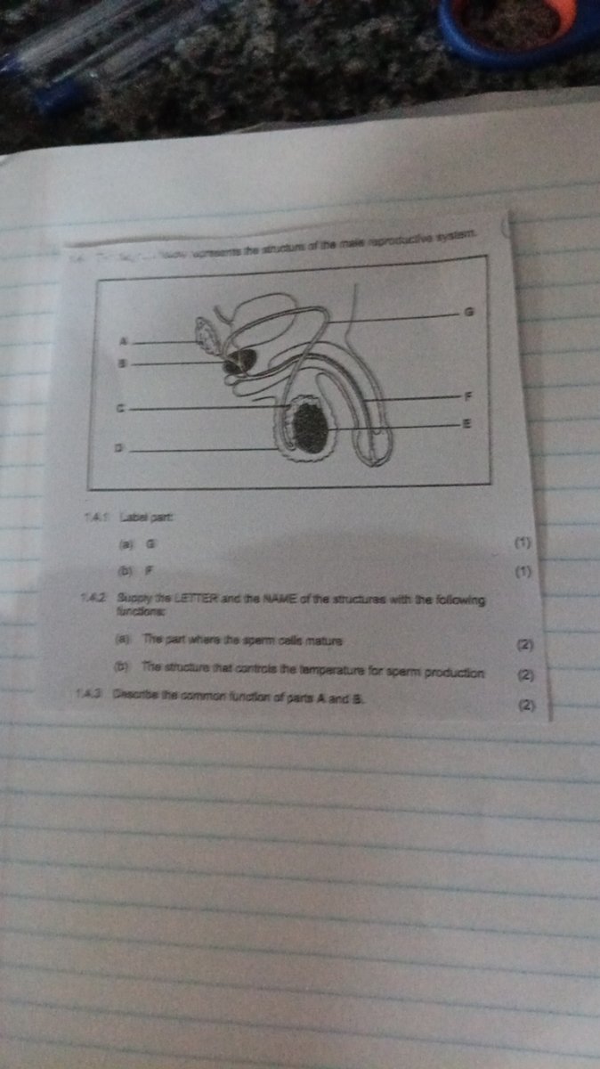 The diagram represents the structure of the male reproductive system. 1...