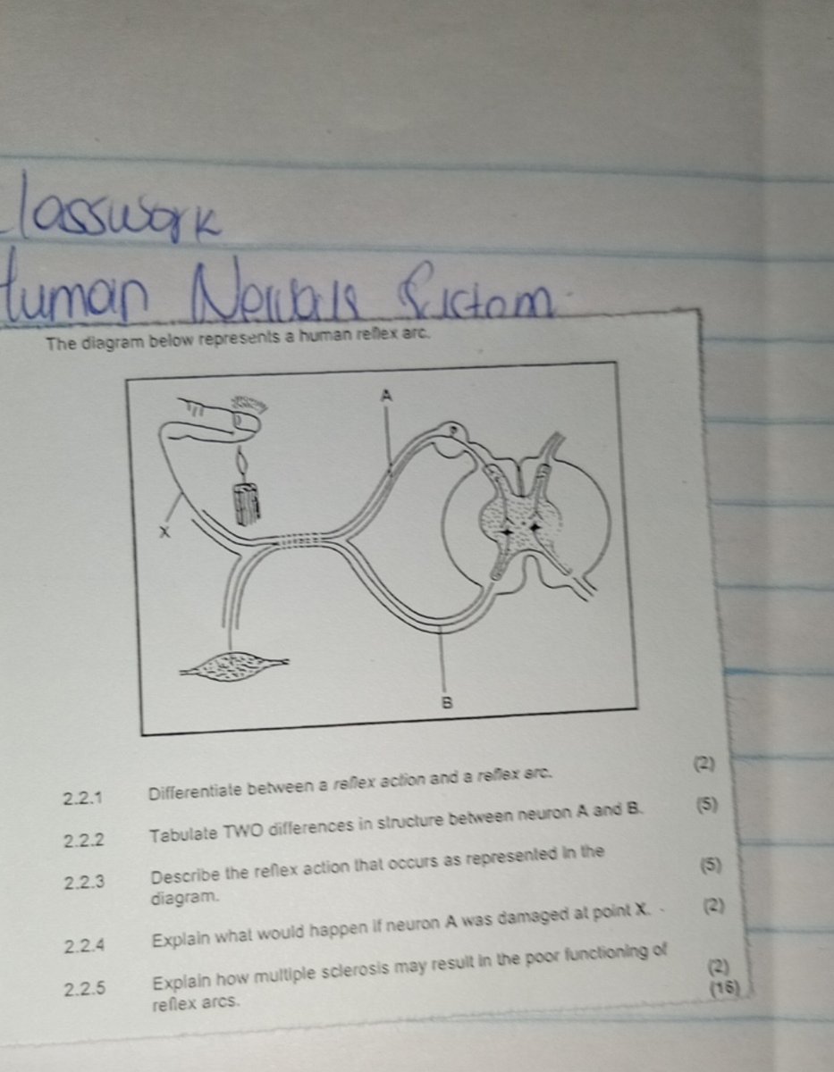 Human Nervous System The diagram below represents a human reflex arc. Q..