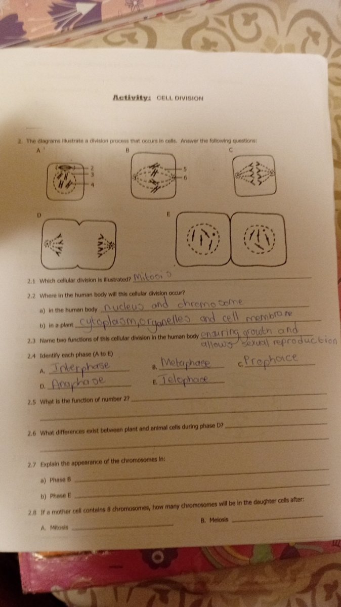 Activity: CELL DIVISION The diagrams illustrate a division process that