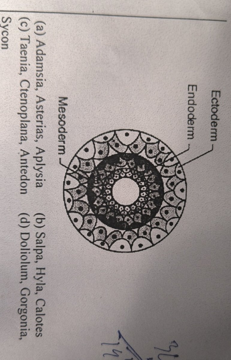 The image shows a diagram with Ectoderm, Endoderm, and Mesoderm labeled.