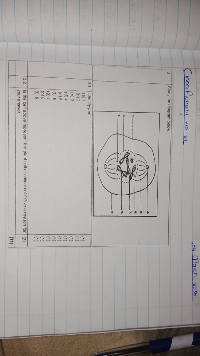 Study the diagram below. [Diagram of a cell undergoing division] 3.1 Id..