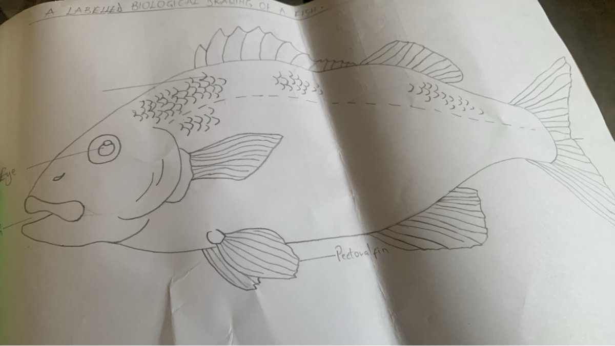 Label the parts of the provided diagram of a fish. | Filo