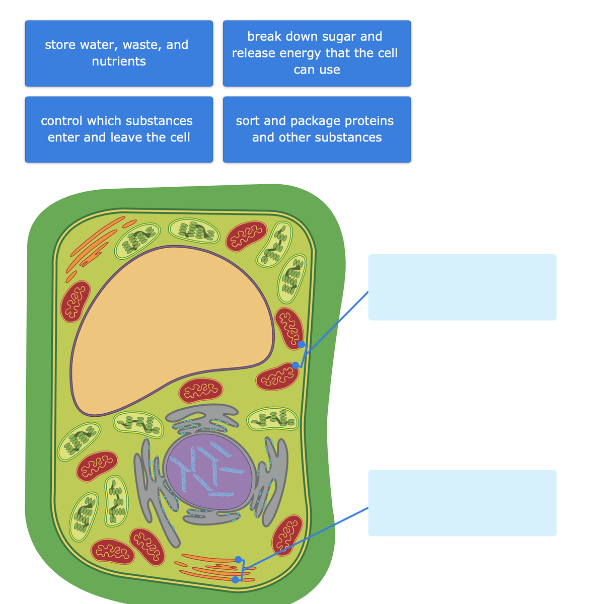 The image shows a diagram of a plant cell and four boxes with description..