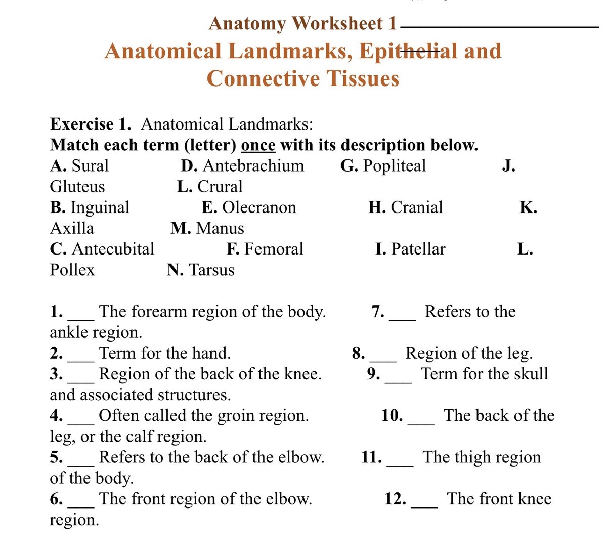 Anatomy Worksheet 1 Anatomical Landmarks, Epithelial and Connective Tissu..