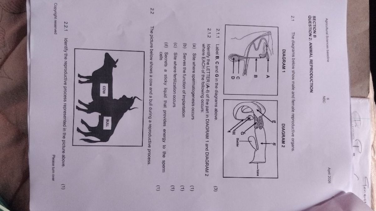 SECTION B QUESTION 2: ANIMAL REPRODUCTION 2.1 The diagrams below show ma..