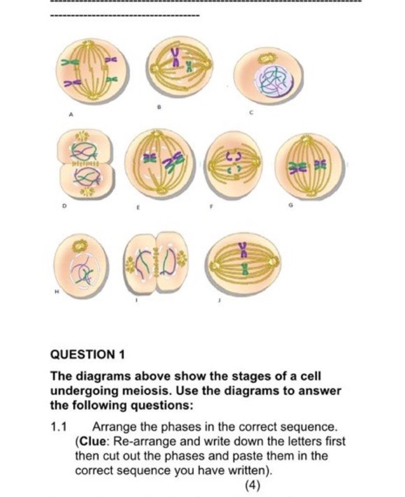 The diagrams above show the stages of a cell undergoing meiosis. Use the
