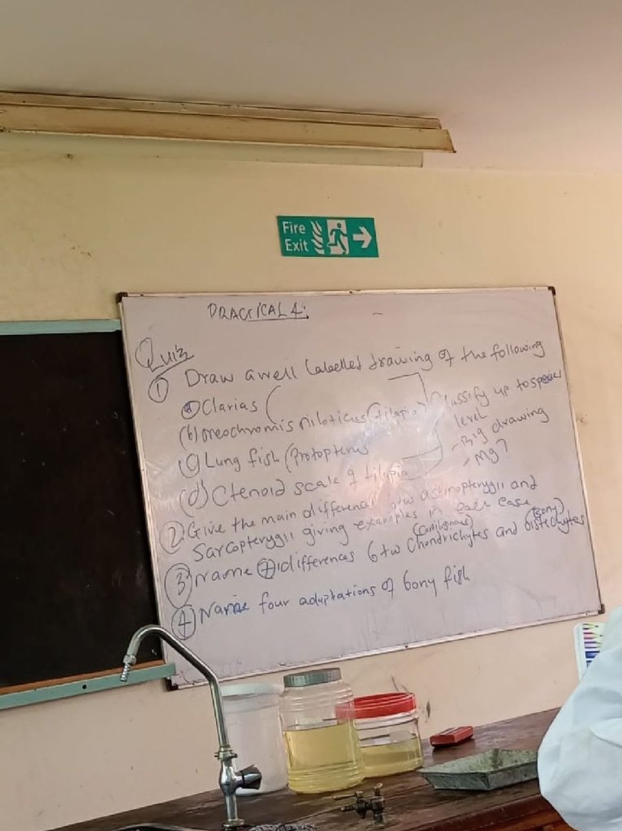 PRACTICAL 4 Quiz Draw a well labelled drawing of the following: a. C..
