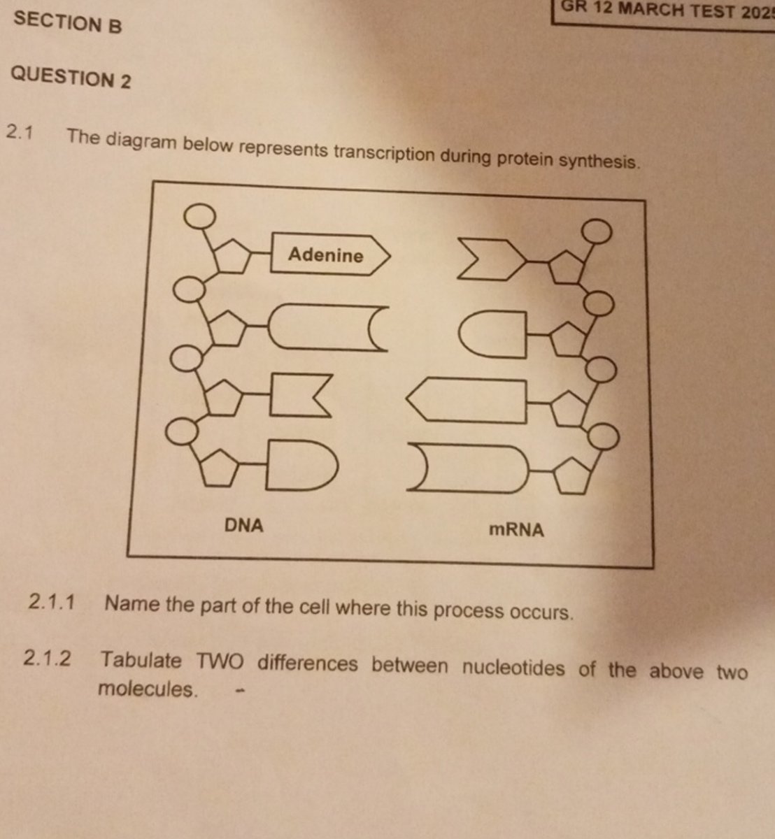 SECTION B QUESTION 2 2.1 The diagram below represents transcription duri..