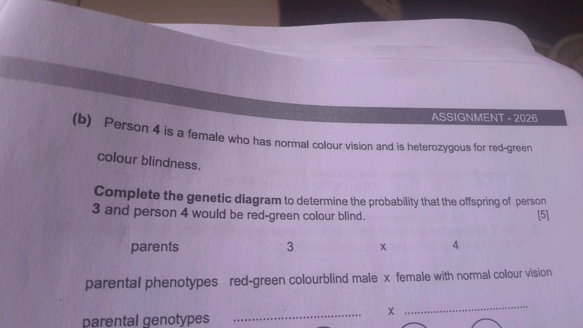 (b) Person 4 is a female who has normal colour vision and is heterozygous..