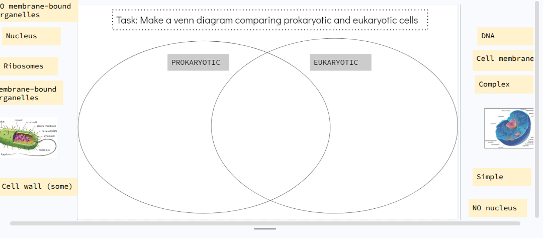 Task: Make a Venn diagram comparing prokaryotic and eukaryotic cells. Use..