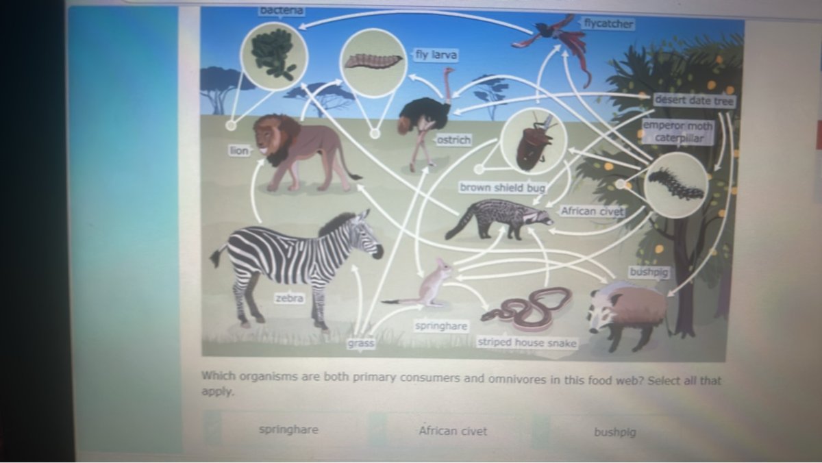Which organisms are both primary consumers and omnivores in this food web..