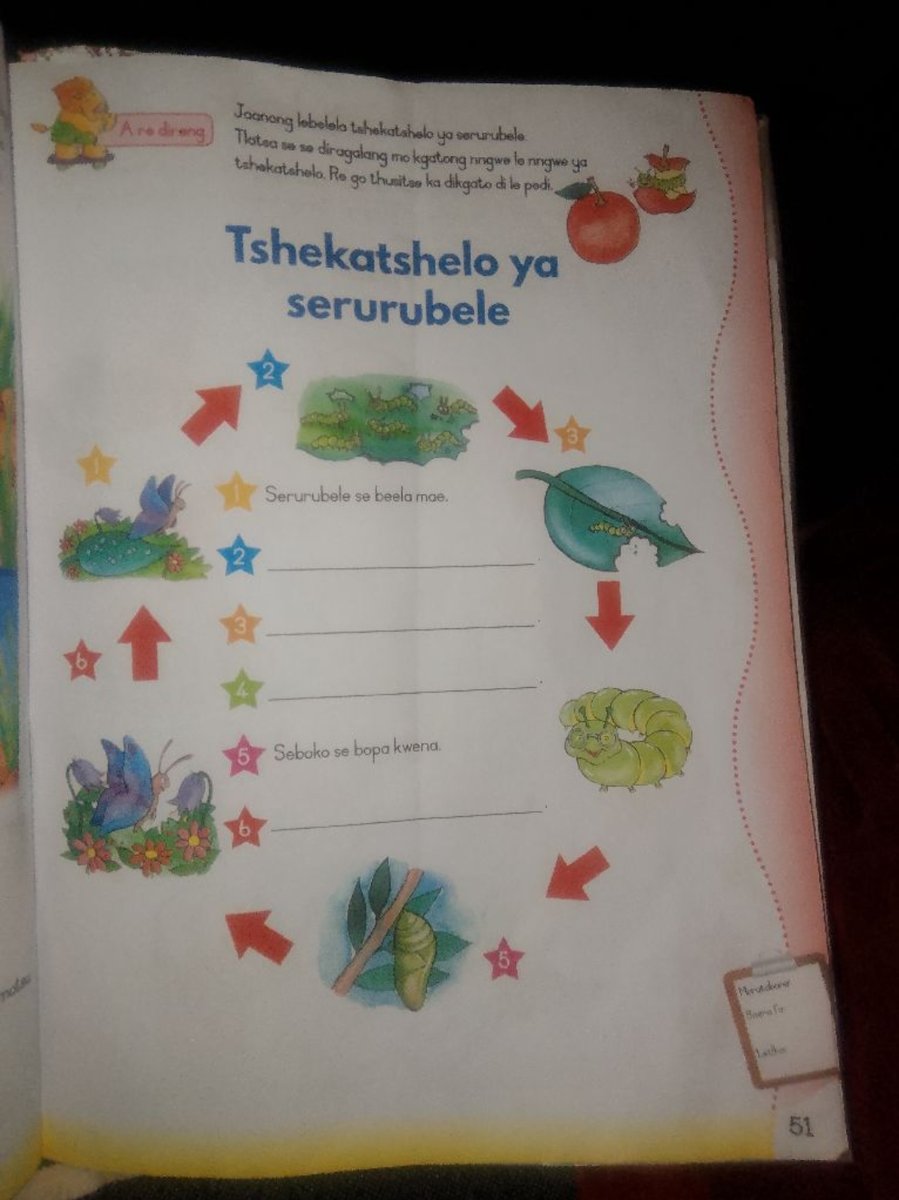 The image displays a diagram illustrating the life cycle of a butterfly.