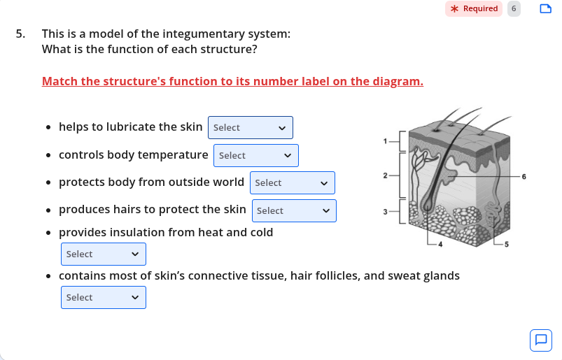 This is a model of the integumentary system: What is the function of each..