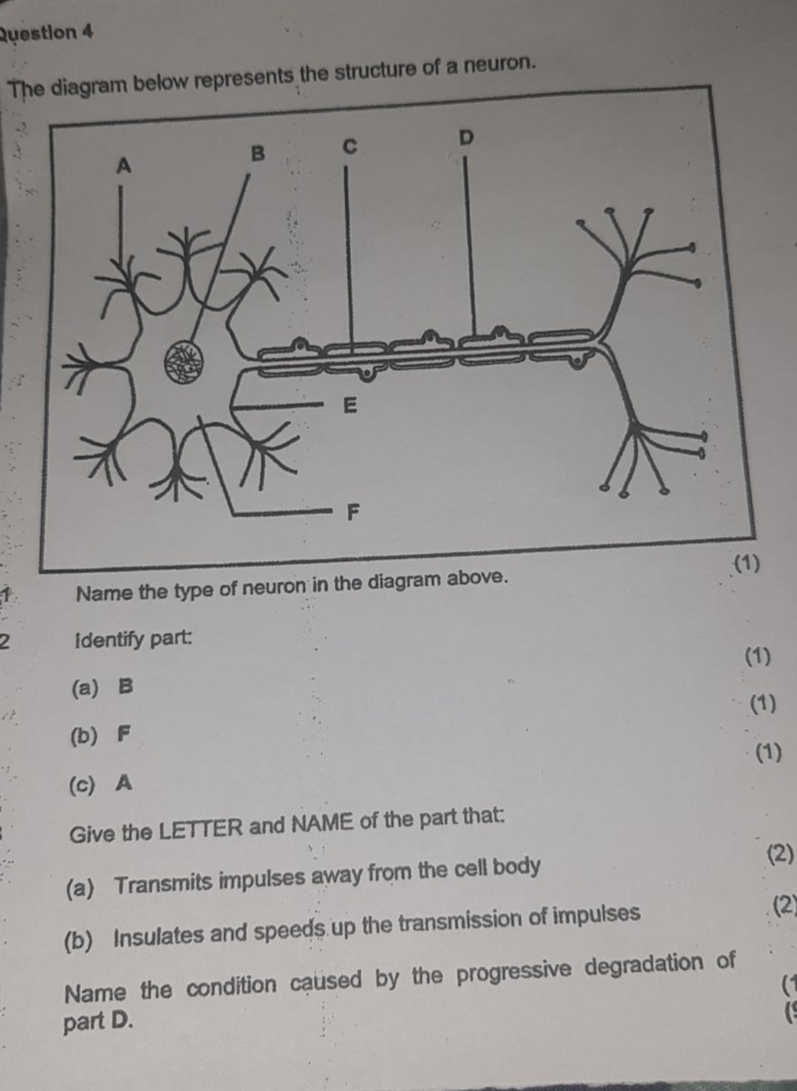 Question 4 The diagram below represents the structure of a neuron. [Diag..