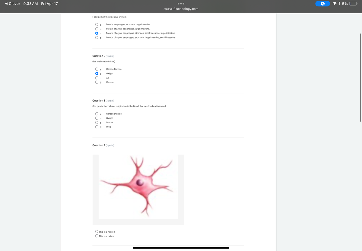 Food path in the digestive System a. Mouth, esophagus, stomach, large int..