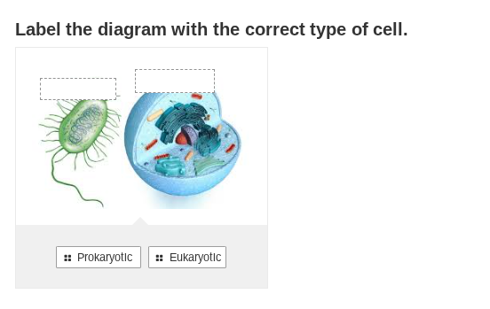 Label the diagram with the correct type of cell. [Image of a prokaryotic..