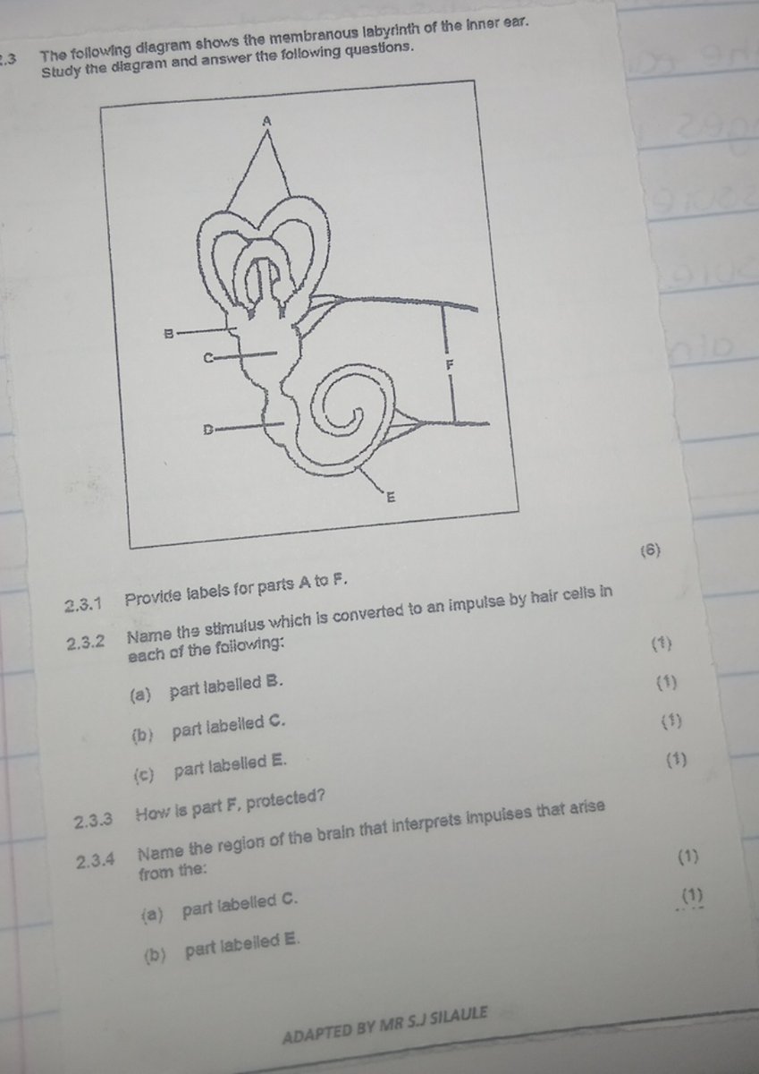 The following diagram shows the membranous labyrinth of the inner ear. St..